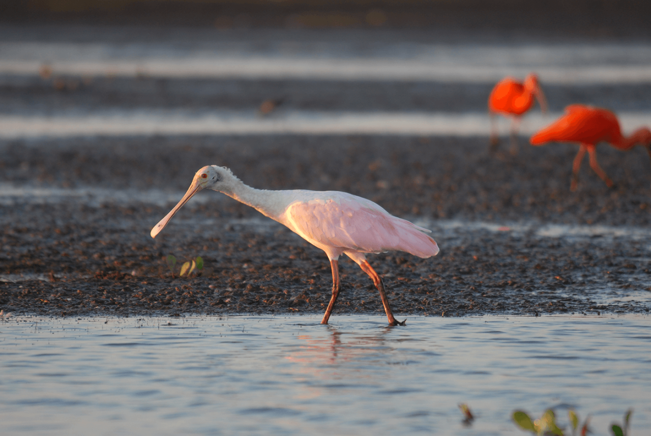 LISTAS AVES - UVO VENEZUELA