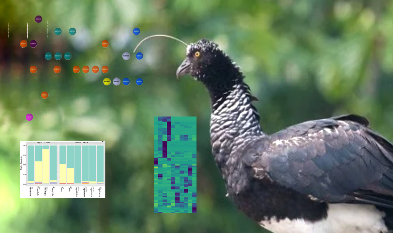Caracterización bacteriana a lo largo del tracto digestivo del Aruco (Anhima cornuta), un ave ...